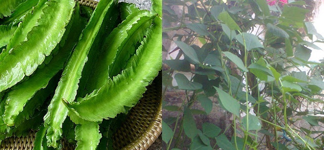 CARA MENANAM / BUDIDAYA KECIPIR | Pertanian