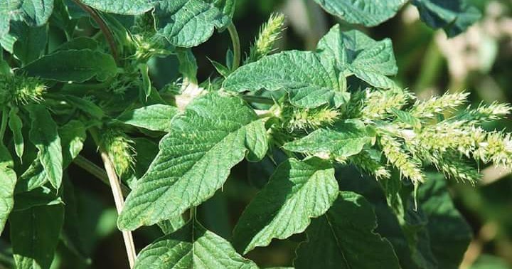 Berkebun: Manfaat bayam berduri