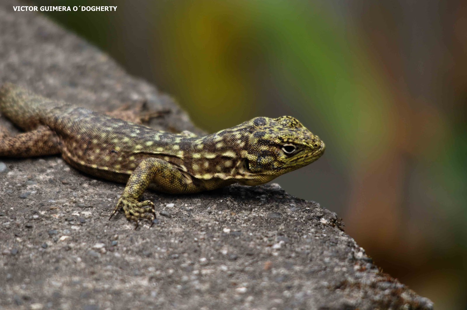 Mis imágenes de aves: LA IGUANA ESPINOSA DE COLA CIRCULAR