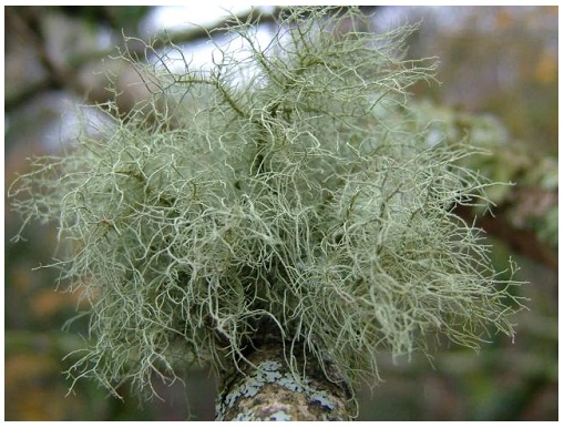 Klasifikasi Usnea Sp - Naga Pena