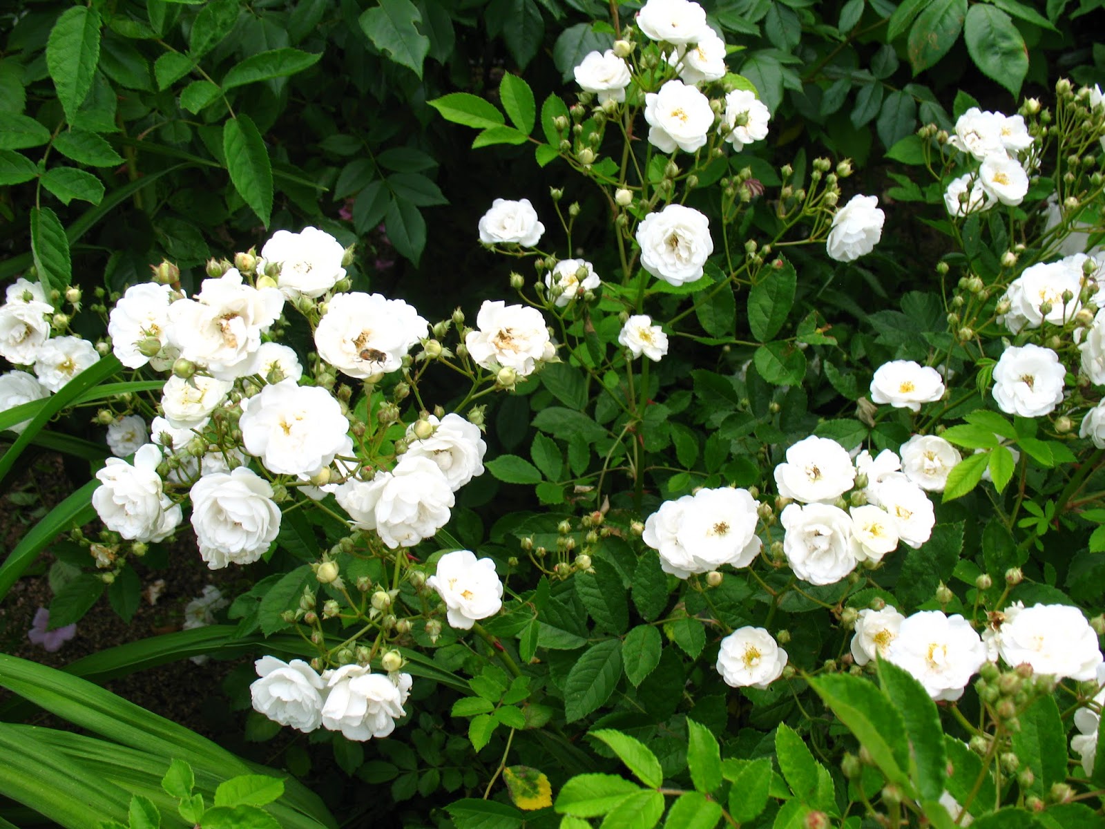 Roses du jardin Chêneland: Rosier multiflora Nana