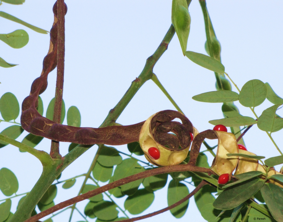 Gifting Trees...: The Saga Tree