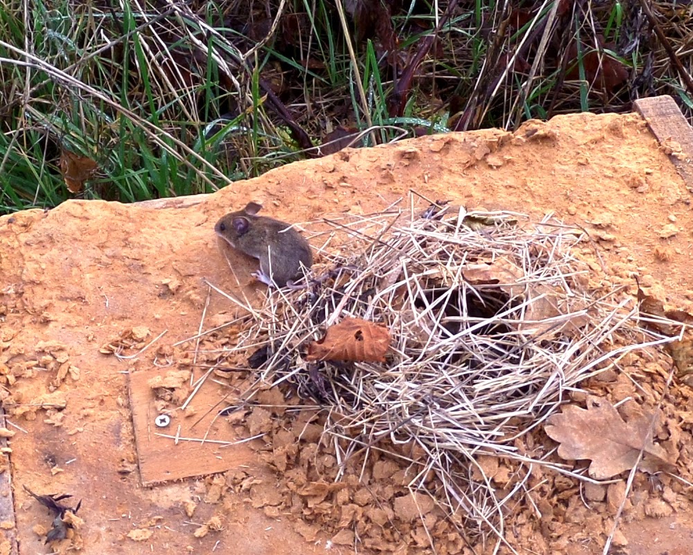 French wildlife and beekeeping: What's hiding under the hive roof