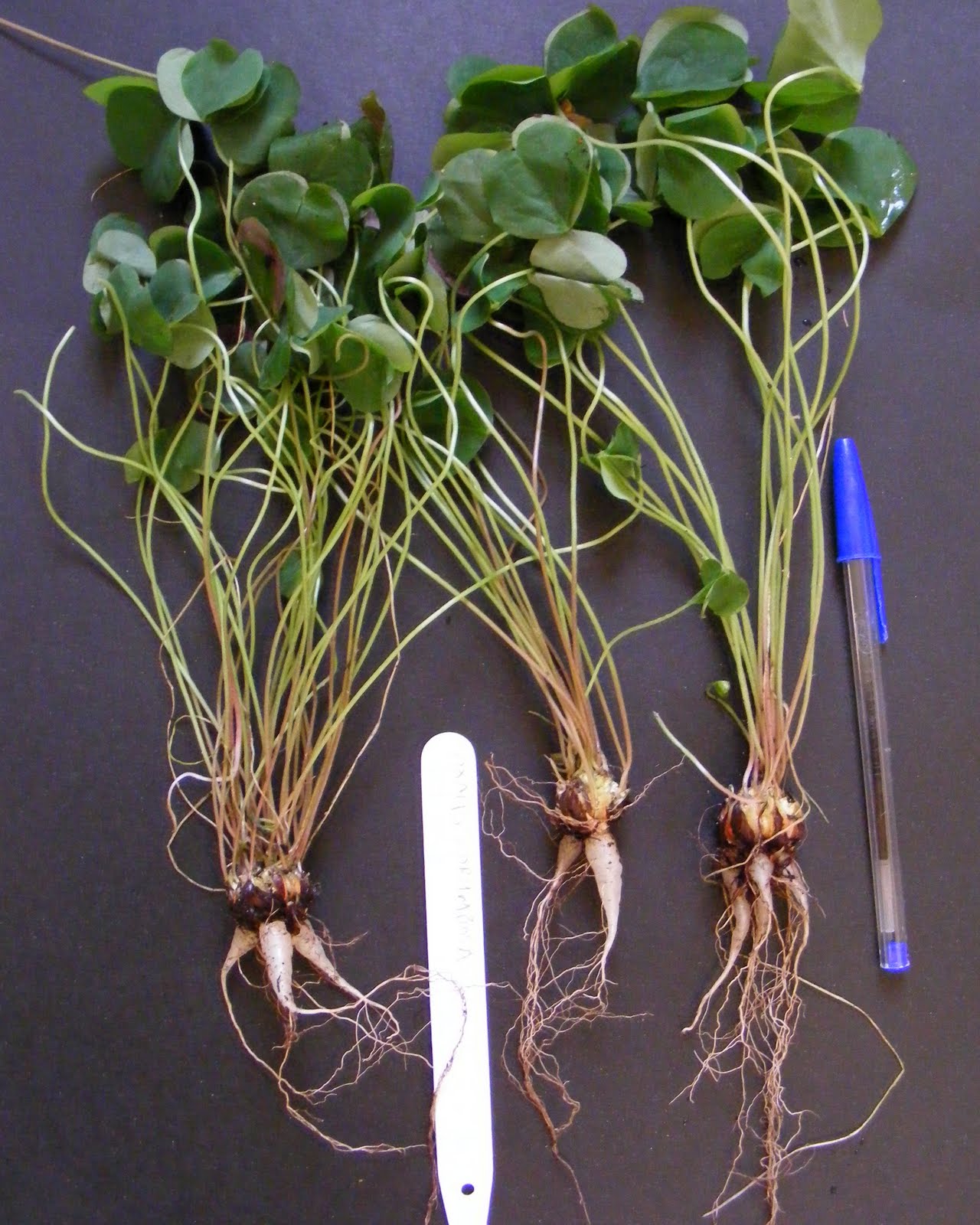 Growing Oca: Oxalis Corymbosa — a Second Look