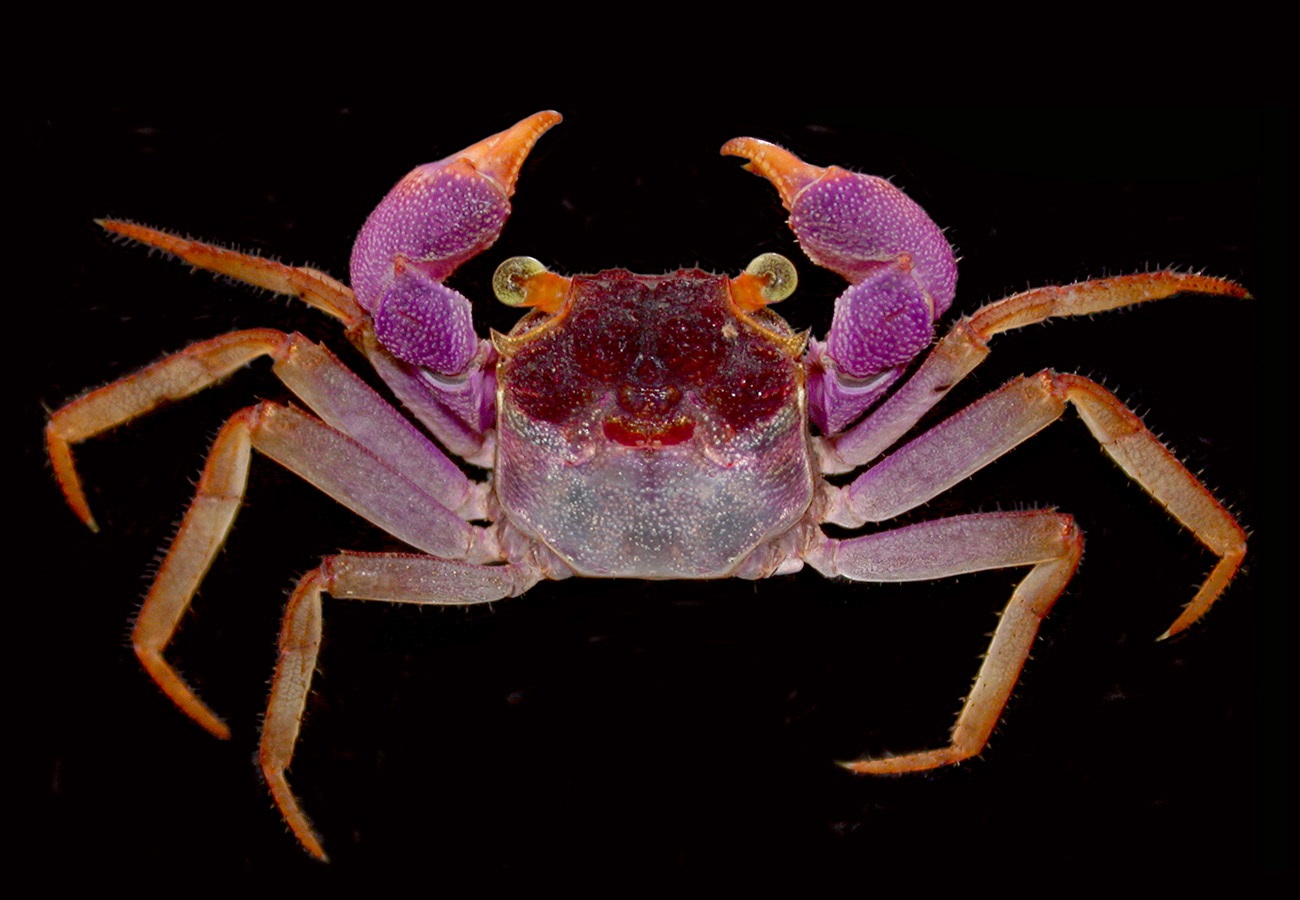 Species New to Science: [Crustacea • 2019] Geosesarma spectrum • A New ...