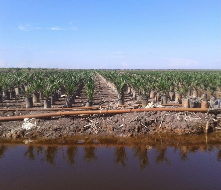 My Scout: Sistem Surjan Di Perkebunan Kelapa Sawit