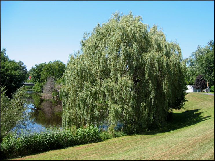 Forest Rebuilding: Willow tree