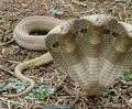 Animal Planet: Five headed Snake found at india