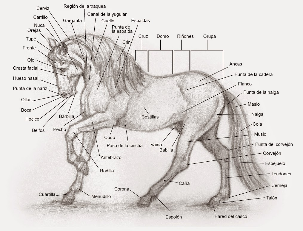 CABALLOPEDIA: ANATOMIA DEL CABALLO