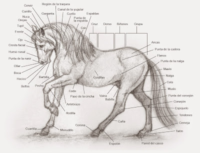 CABALLOPEDIA: ANATOMIA DEL CABALLO