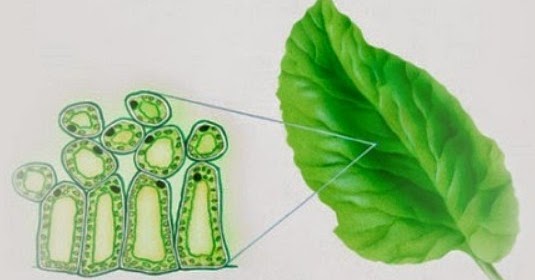 Rumus Kimia Klorofil - Rumus Kimia