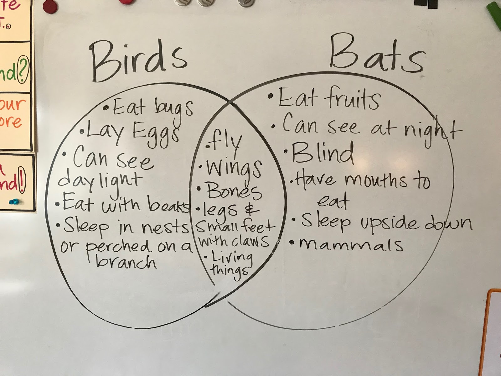 Team McNitt: Bugs vs Bats
