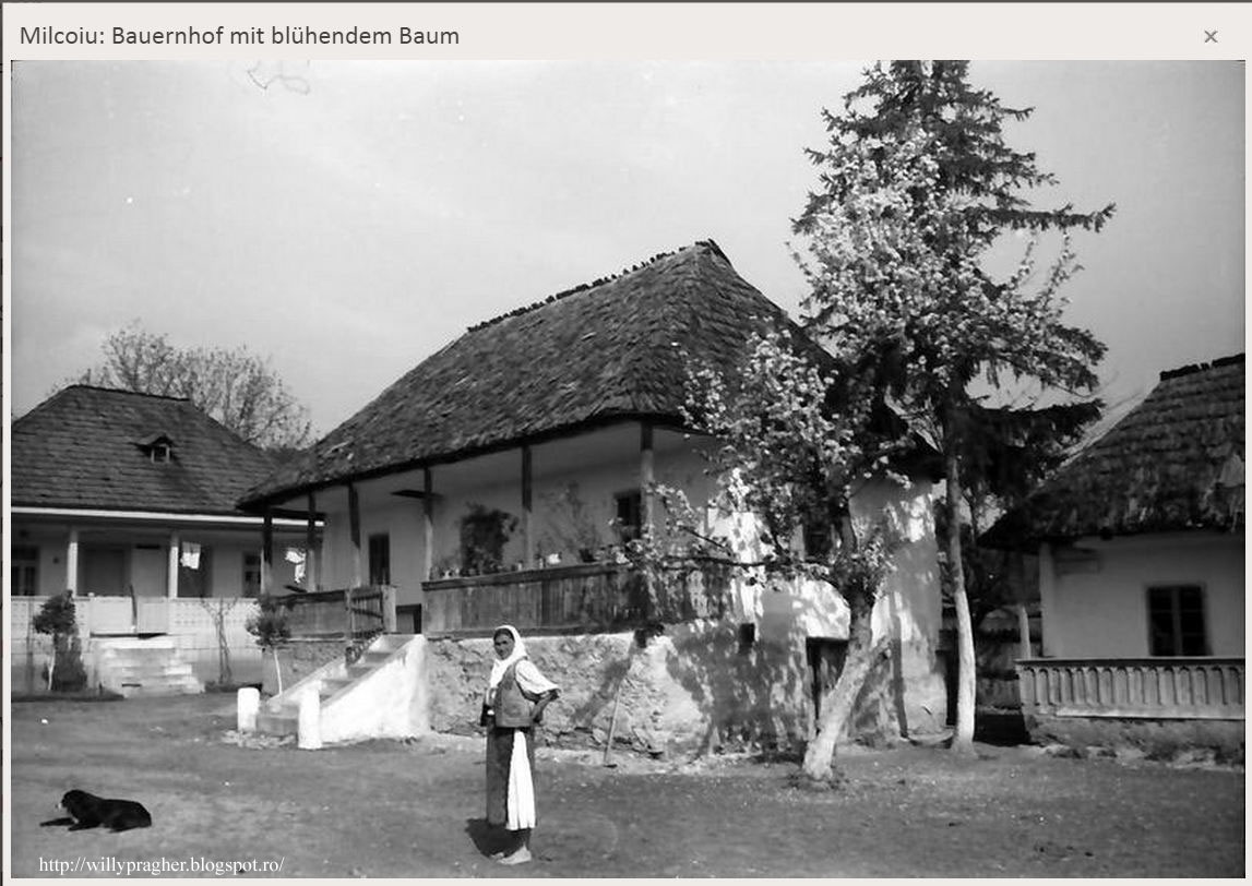 13 mai 1942 - la Milcoiu, județul Vâlcea - imagini Willy Pragher