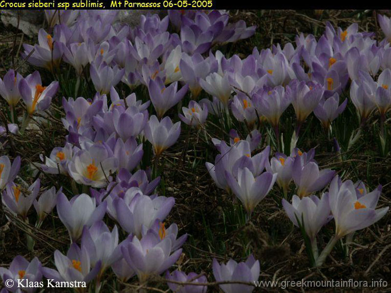 The Country Of Crocuses: Crocus sieberi subsp. sublimis (C. atticus ...