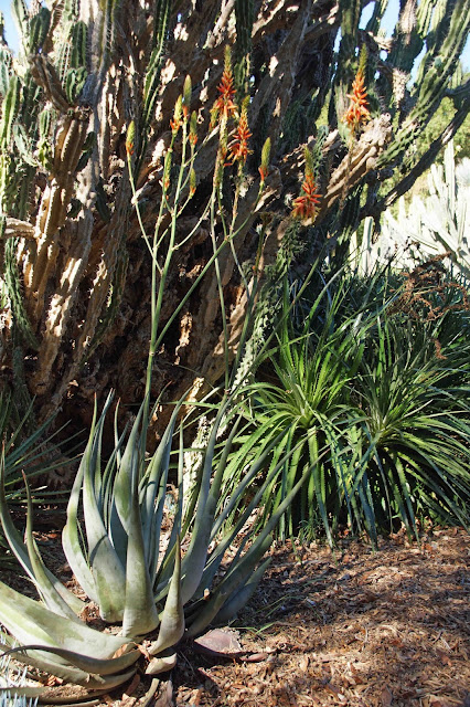 What Aloes Are Blooming At The Huntington November First?