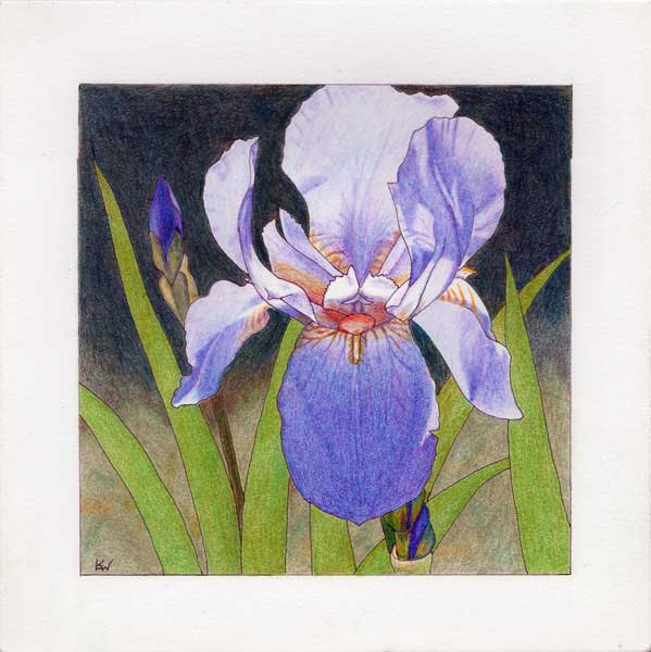 Kat Walk Designs: An Iris and some Pen and Ink