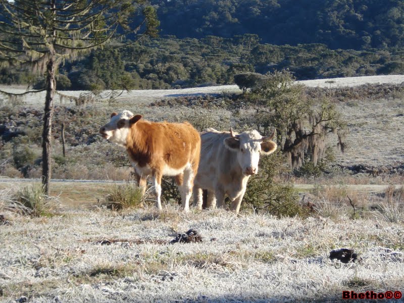 LeãoBaioMotorClub: IMAGENS DO INVERNO LAGEANO - GEADA (LAGES - SC -BRASIL)