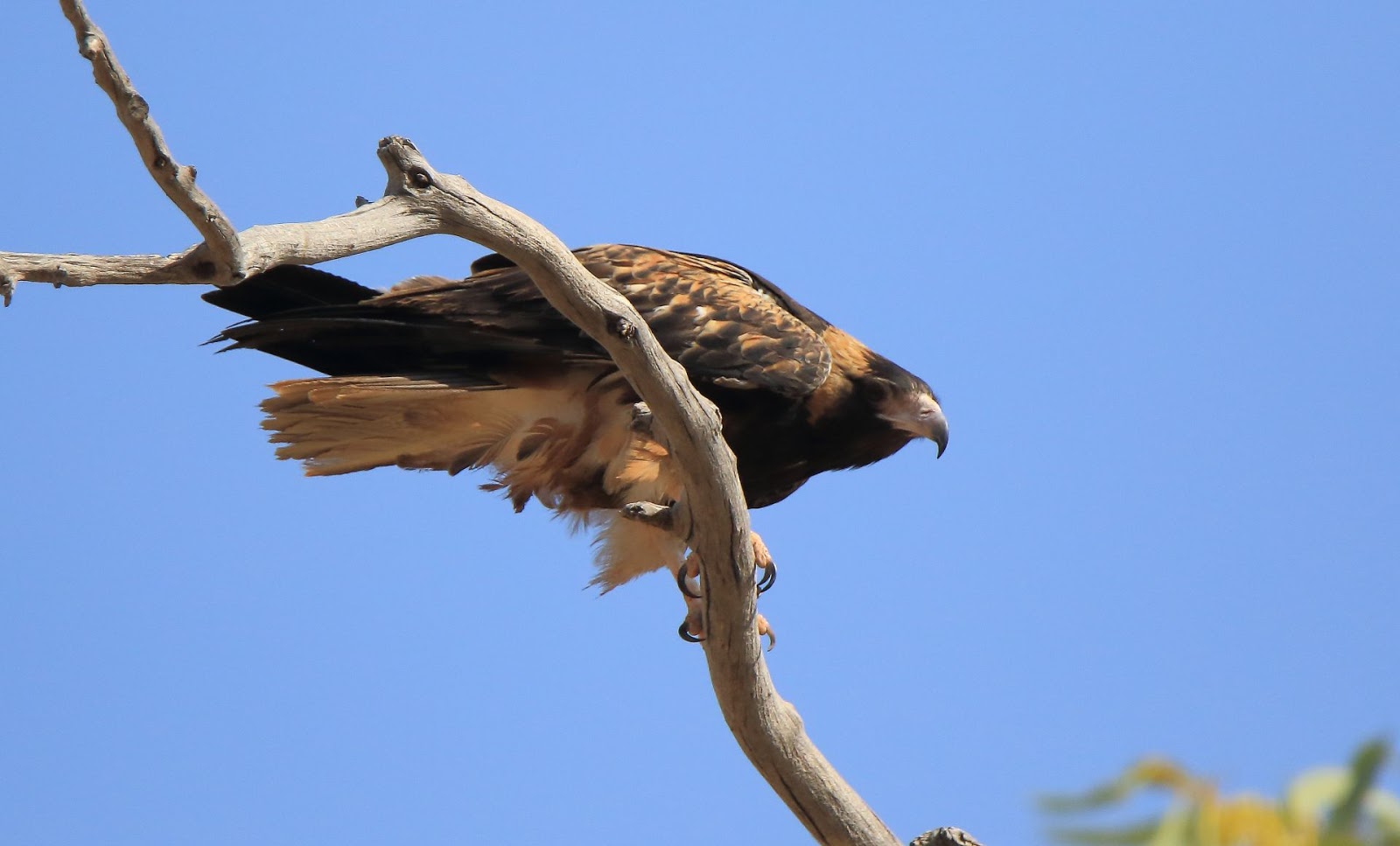 Richard Waring's Birds of Australia: Latest update on the Black ...