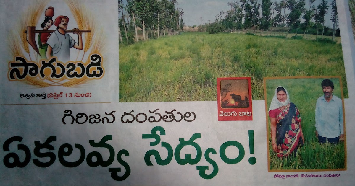 AGRICULTURE INFO: GIRIJANA DAMPATHULA EKALAVYA SEDYAM-sri somlanayak ...