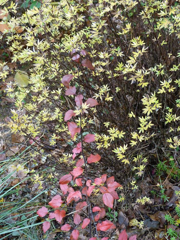 Les Pins Noirs: Acer Hersii, Cornus kousa "Great Star" ou Viburnum "Huron"