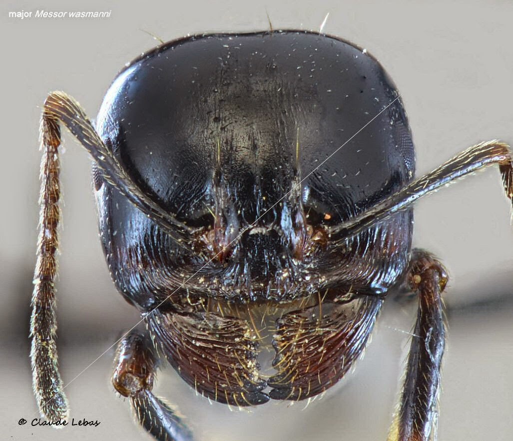 fourmis du genre Messor: Messor wasmanni