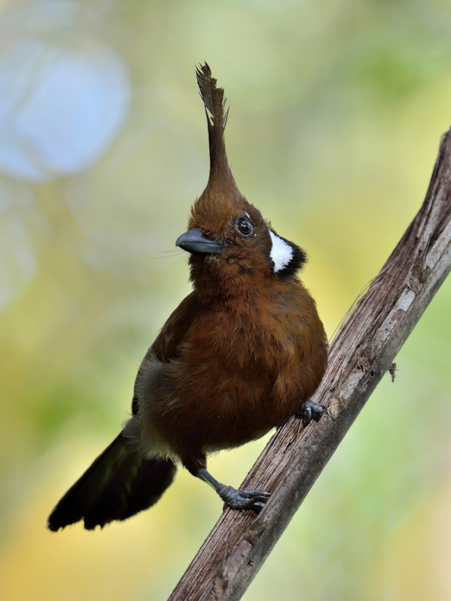 Birds in Thailand: Crested Jay