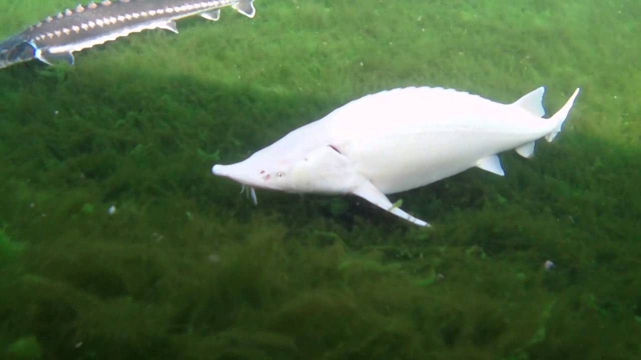 A-Z List of 125 Rare Albino Animals [Pics] - Our World Stuff