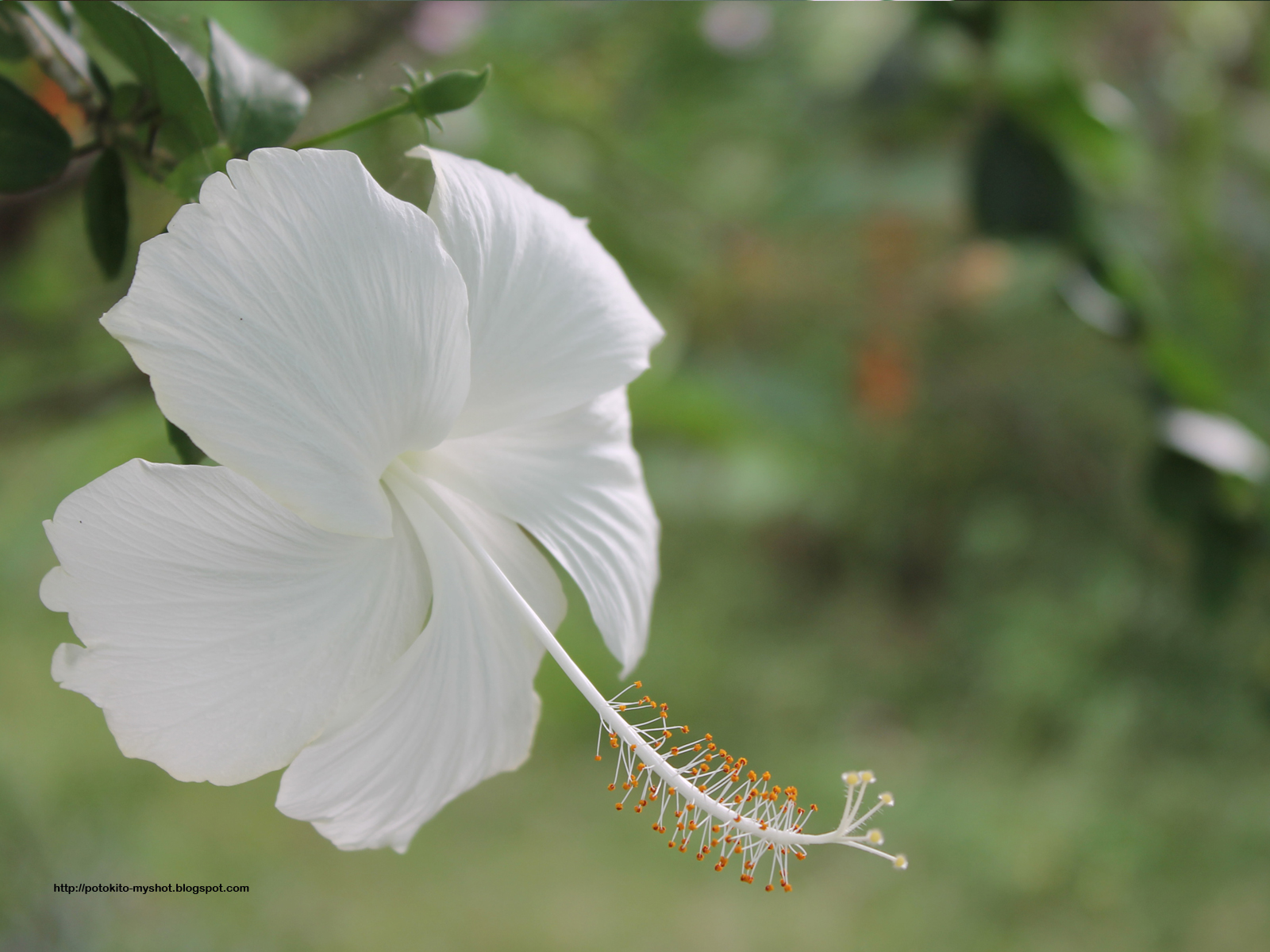My Shot Gallery of Bengkulu: White Hibiscus