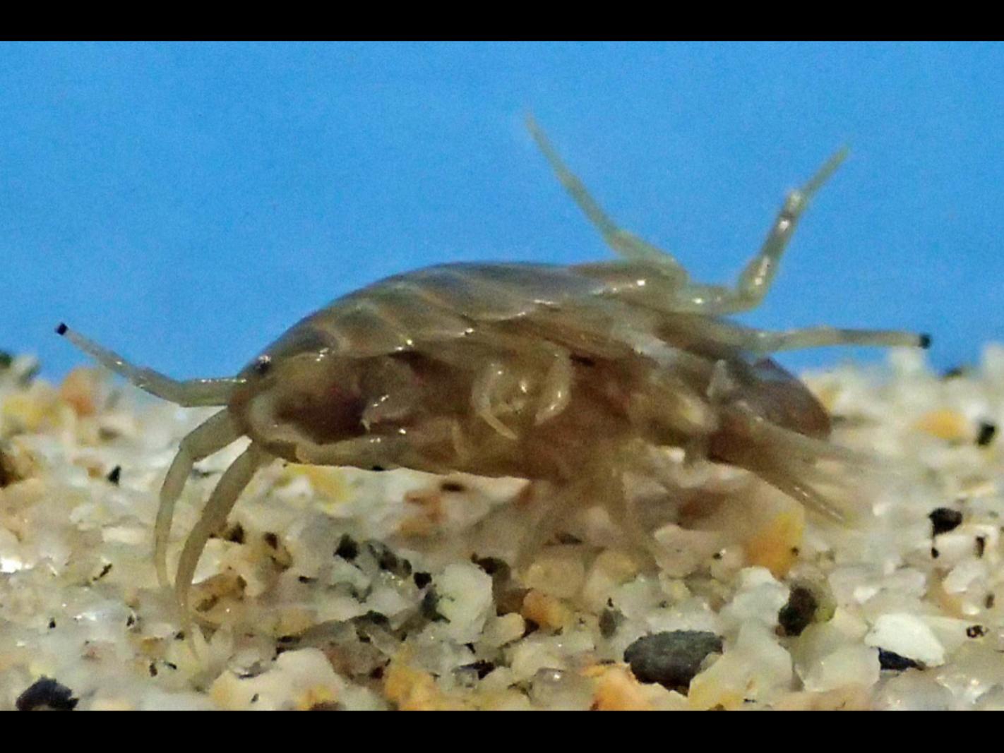 SOFT~HACKLE JOURNAL: A Close Look At Freshwater Scuds