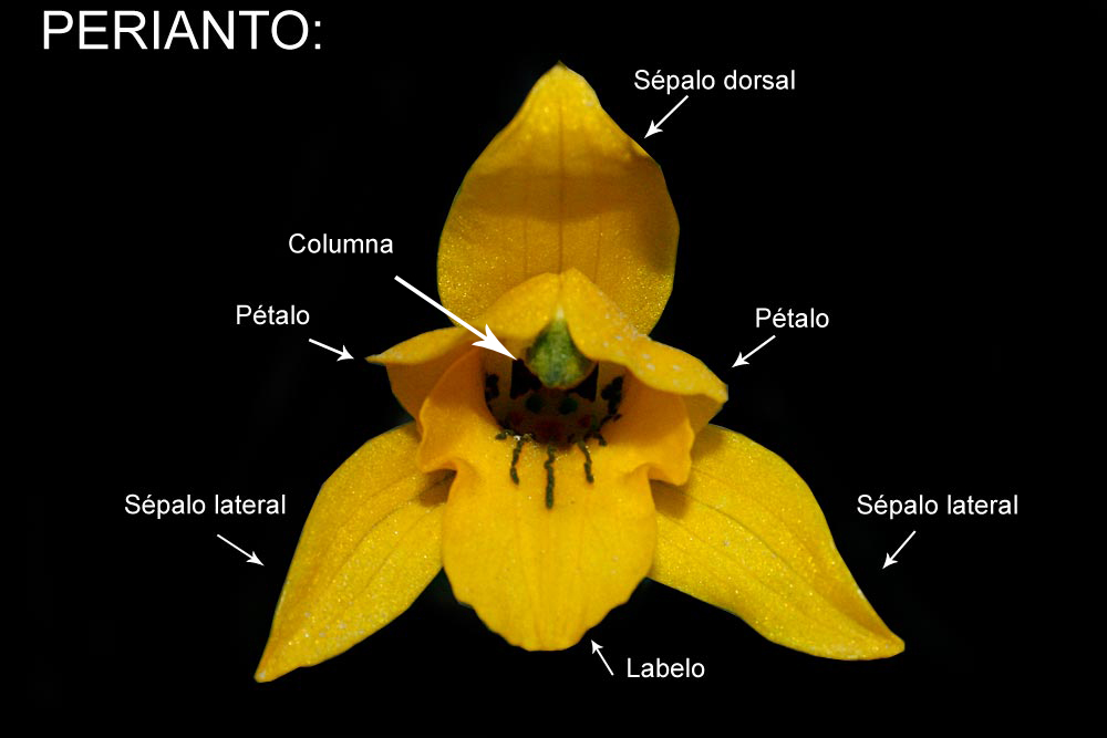 Índice de orquideas