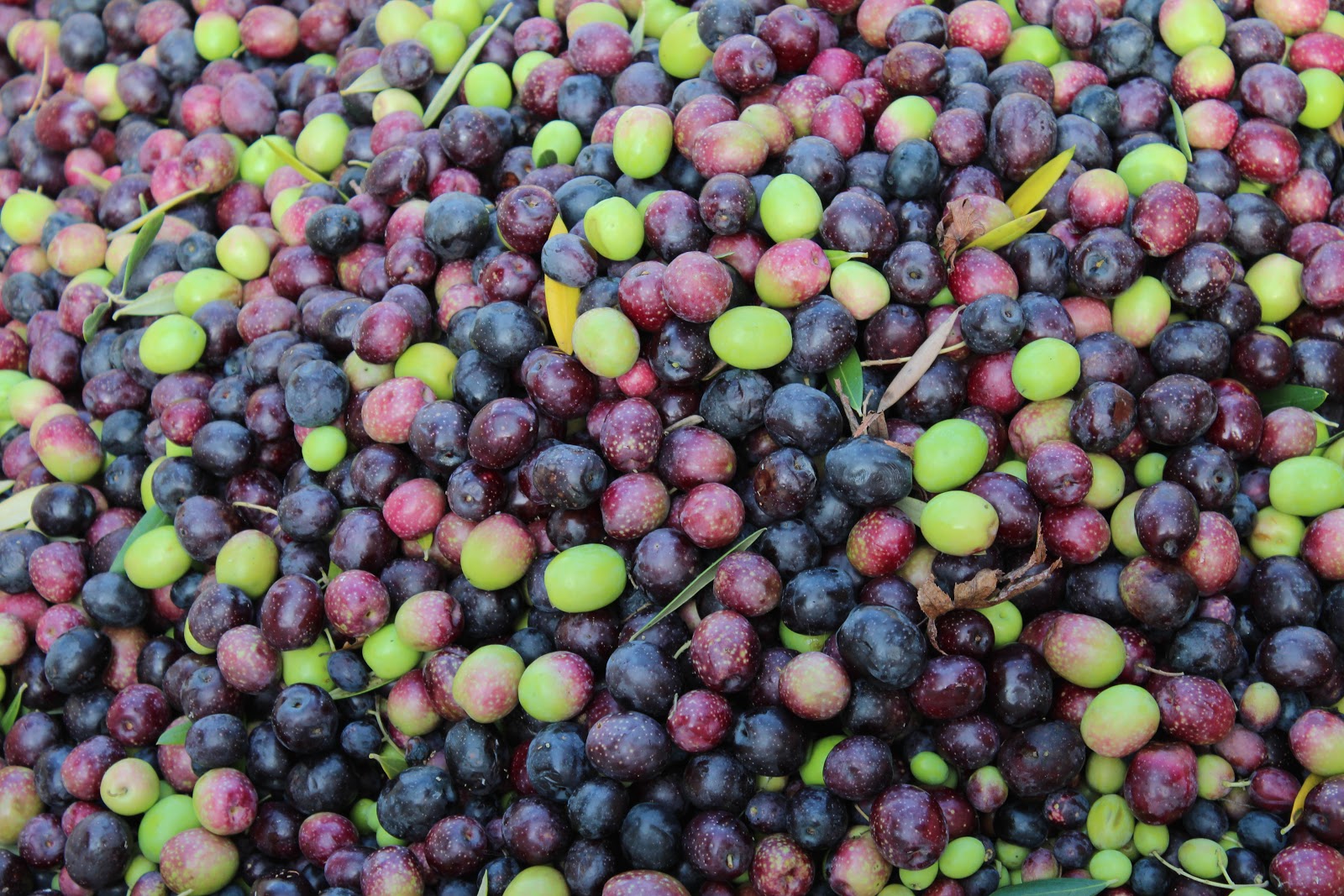 Tickety-boo Health Coaching: Olive Harvest