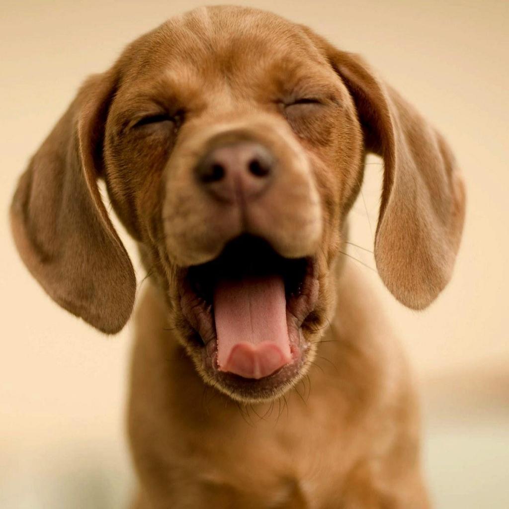 Funny Image Collection: Funnest Yawning Photos!