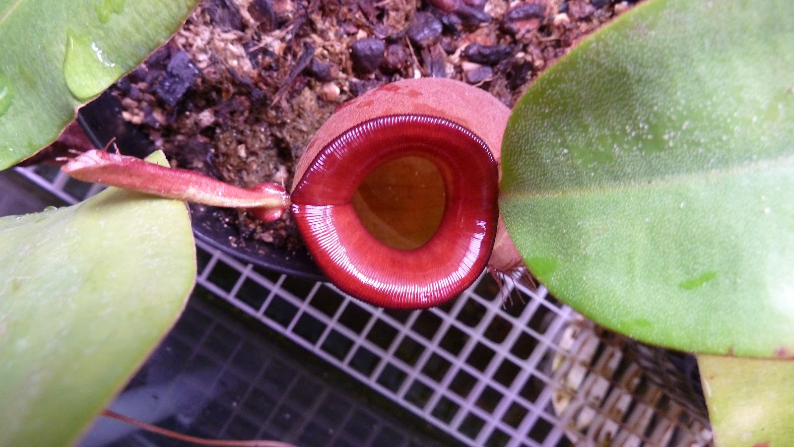 Hooray! Plants!: Nepenthes ampullaria 'Brunei Red'