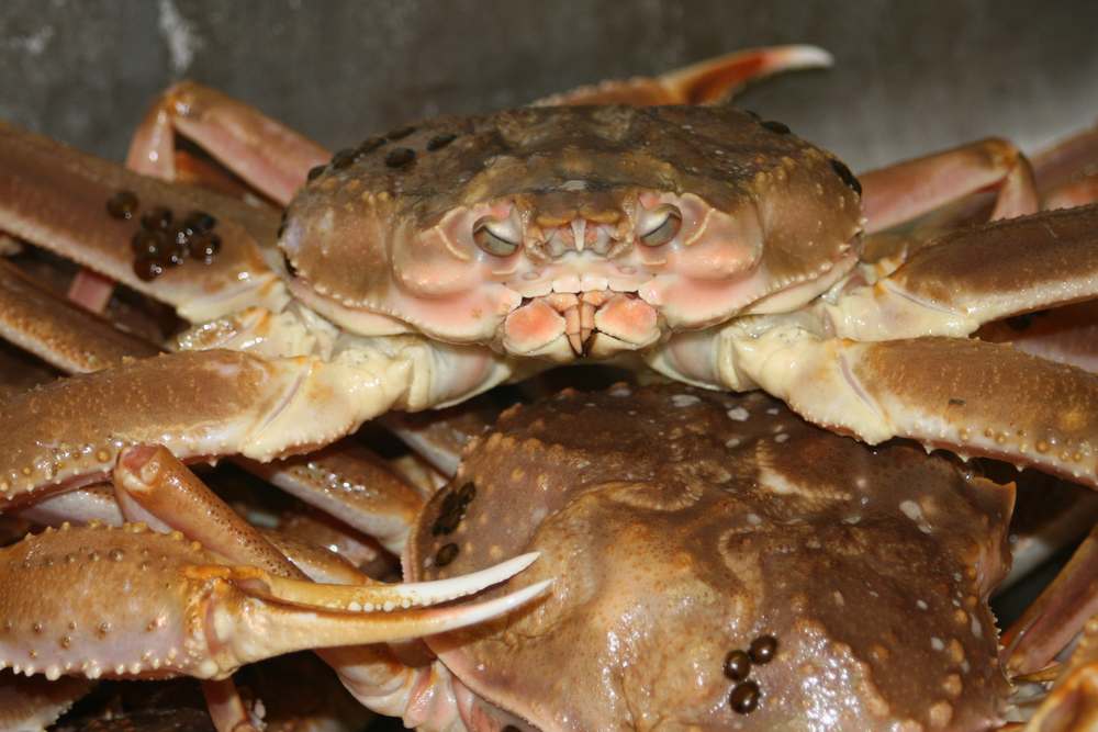 A Rebel, A King and the Bering Sea: One of the now famous “Deadliest ...