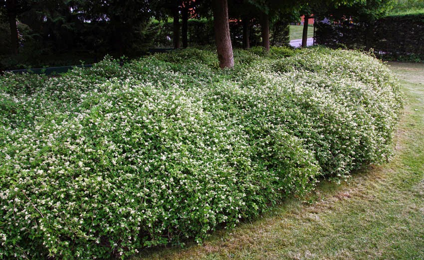 Trädgårds-tankar...: Dagens buske: liten stefanandra