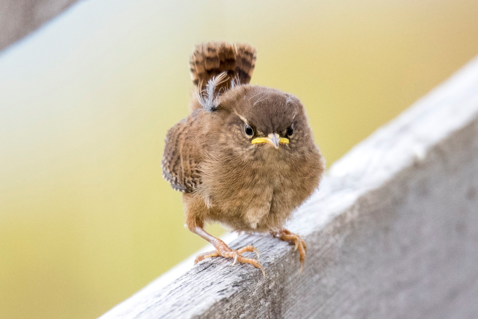 Photography by MickB: Scottish Wren & Fledgling