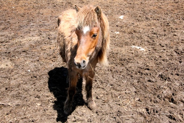Red Lake Rosie's Rescue: Miniature horses