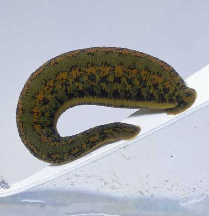 Keajaiban Alam - Alam semesta,Flora dan Fauna ~ * : : * Keajaiban Alam ...