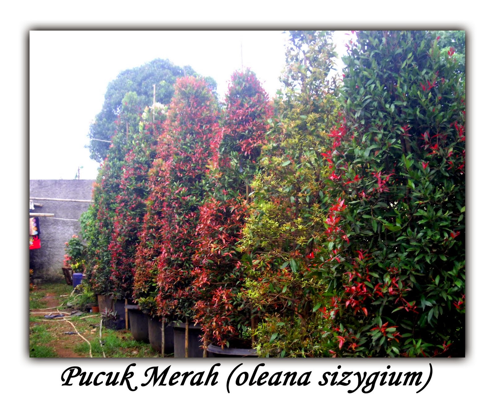 Pucuk merah | pohon pucuk merah | Berdaun merah | Tukang Taman