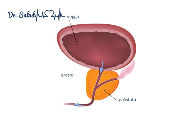 Funciones de la Próstata y su Importancia - Doctor Salud