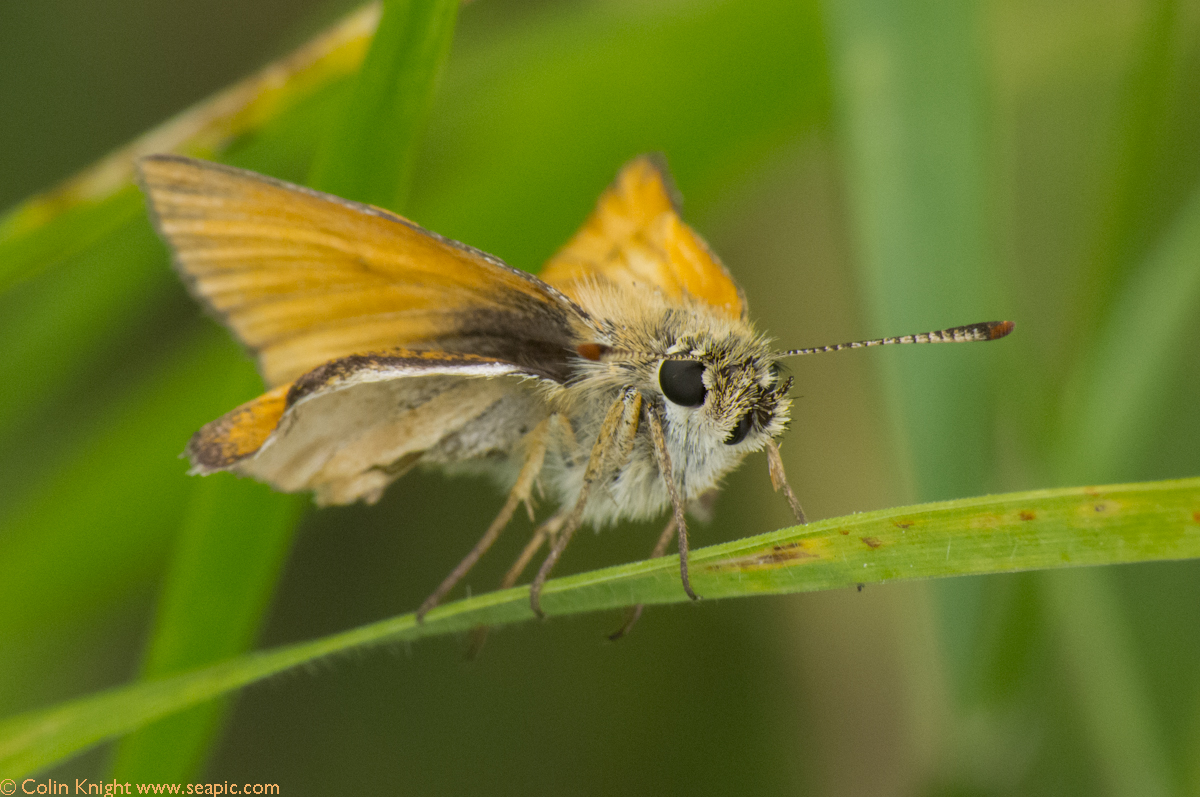 Postcards from Sussex: Essex and Small Skippers at Pagham Harbour