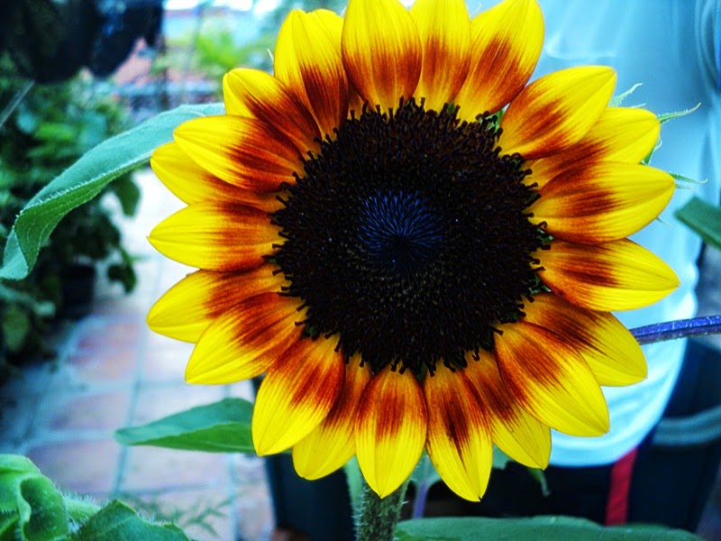 Rosesana's Sunflower: The Solar flare