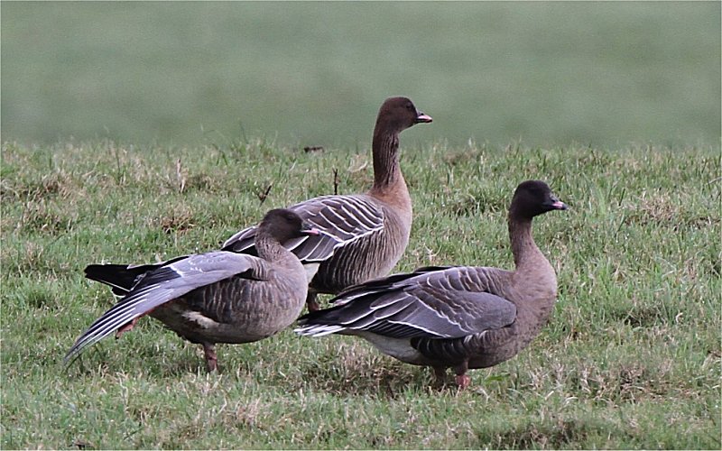 Murfs Wildlife : Pink-footed Goose