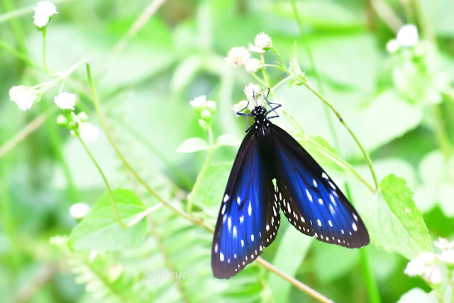 我的生態攝影集: 藍點紫斑蝶, Blue-spotted Crow, Euploea midamus,