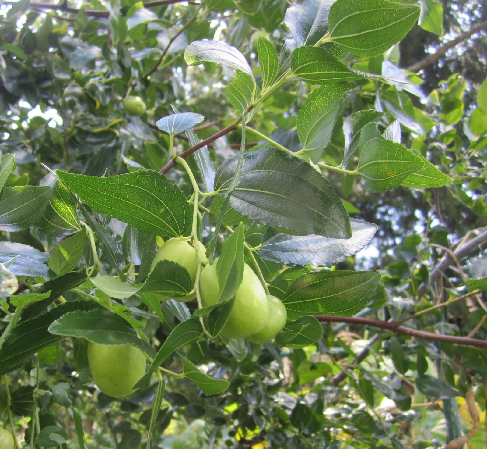 Princeton Nature Notes: A Taste of Taiwan in a Neighbor's Garden