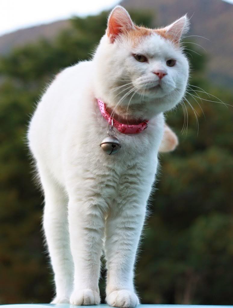 Photo - Shironeko - most silly cat earth | Gallery Wallpaper HD