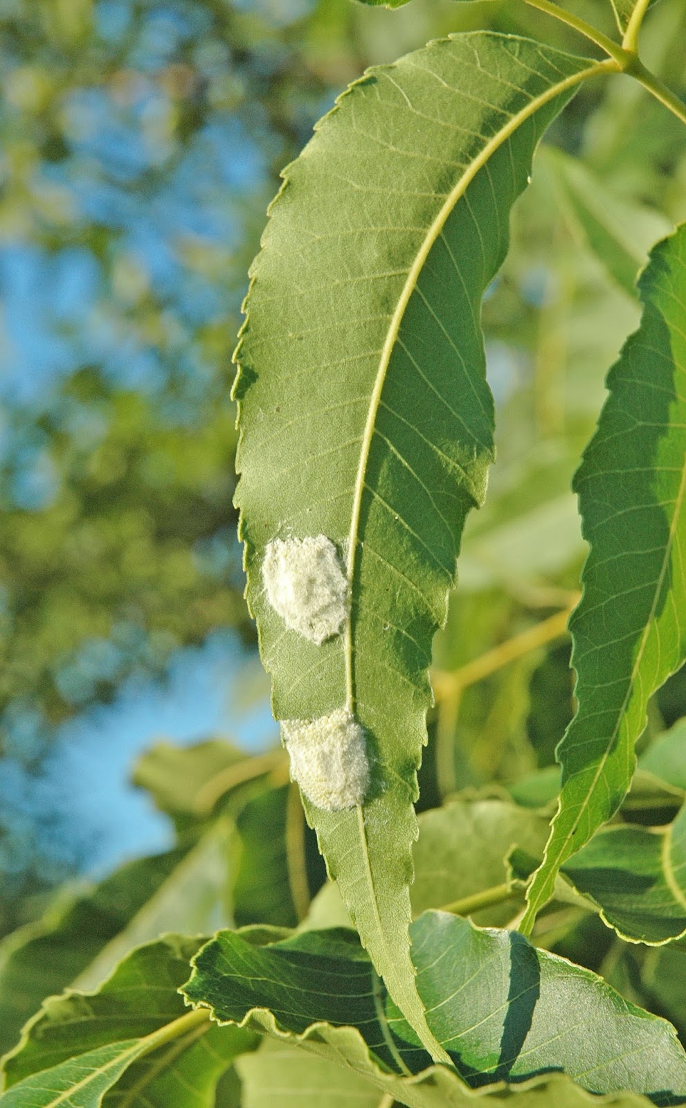 Northern Pecans: Second summer generation Fall webworm egg masses spotted
