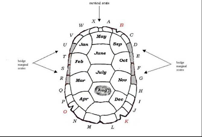 FOR 242: Elements of Proj. Supervision in Forestry: Blanding's Turtle