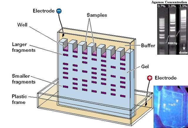 IB2 Chemistry at TASIS: Electrophoresis