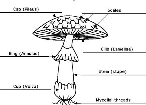 Welcome To Ferys Blog Fungi Jamur